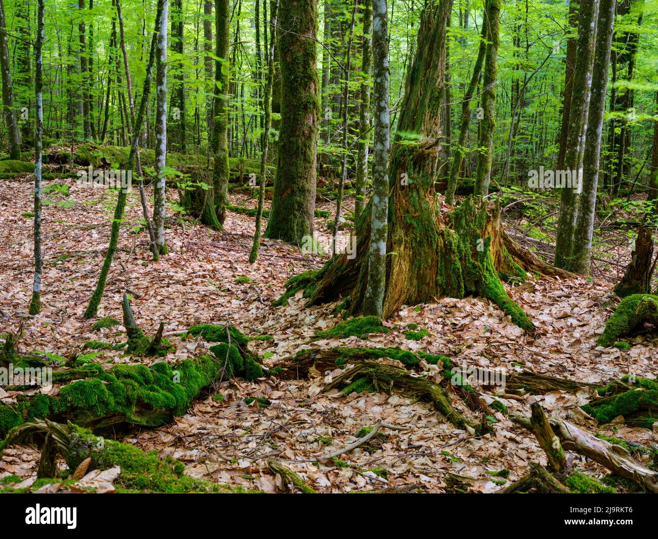 Zwiesel bavarian forest national park hi-res stock photography and ...
