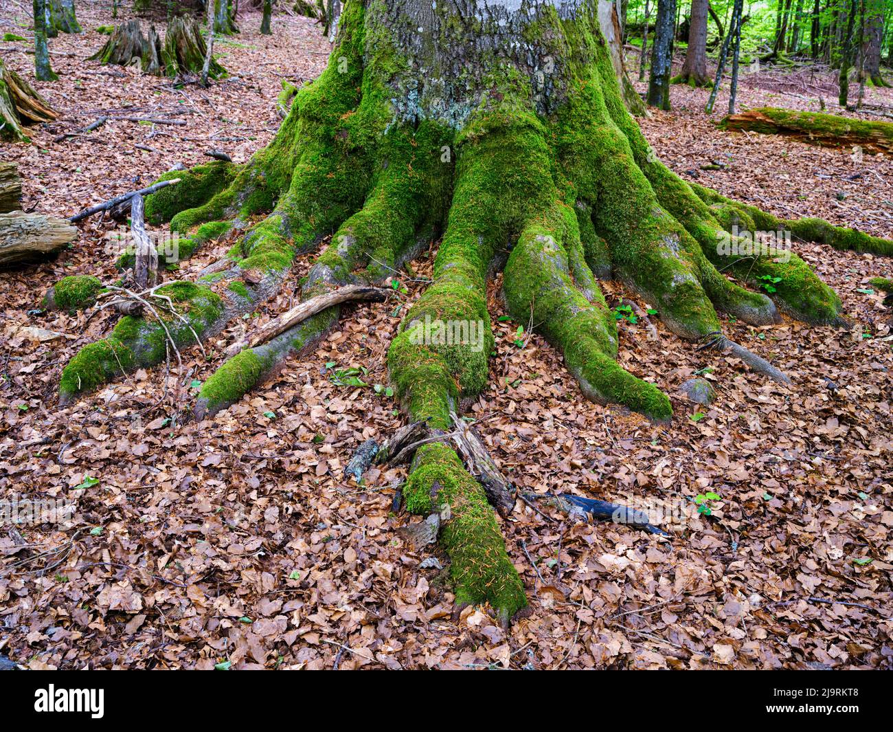 Primeval forest in the Bavarian Forest National Park near village ...