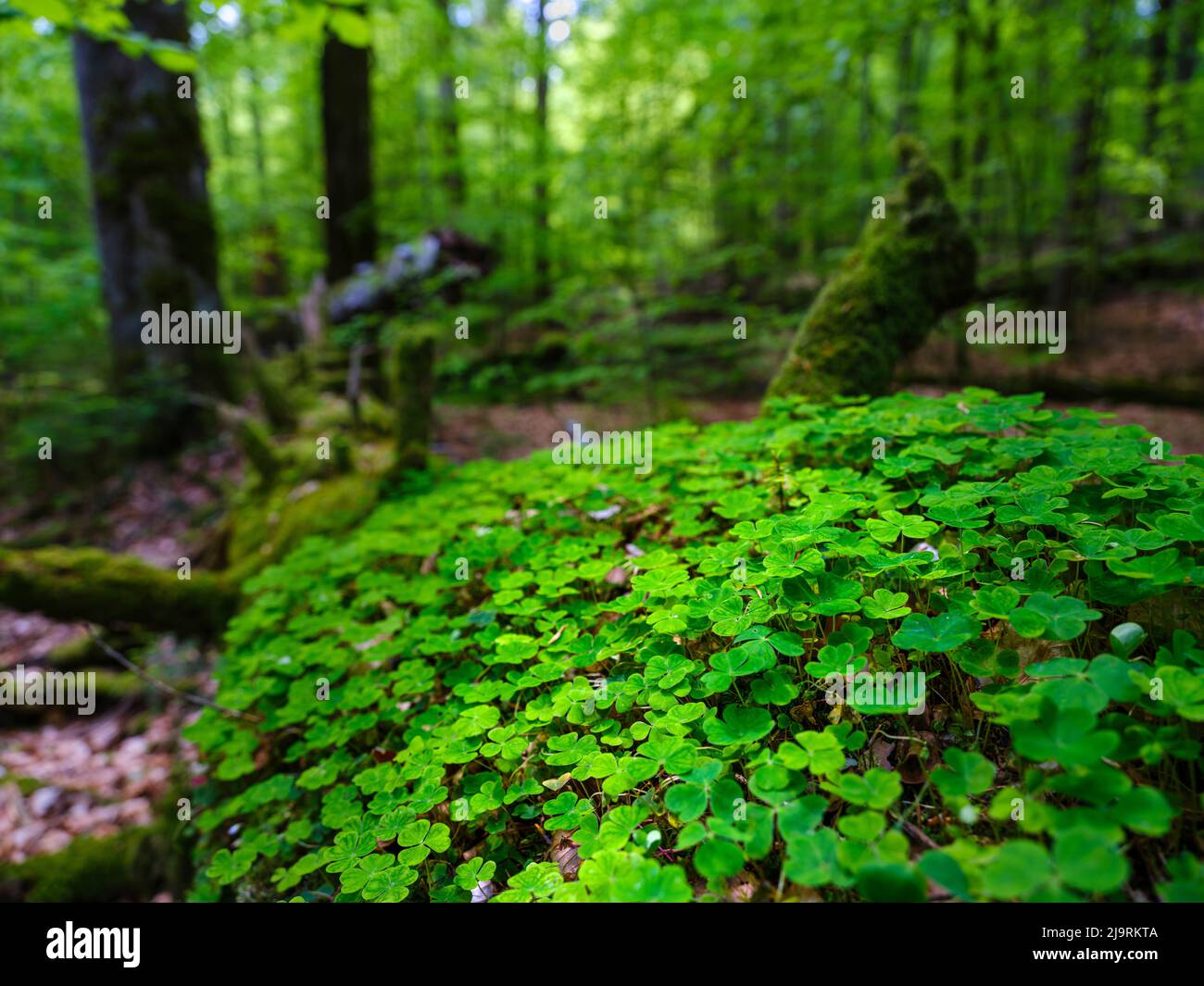Zwiesel bavarian forest national park hi-res stock photography and ...