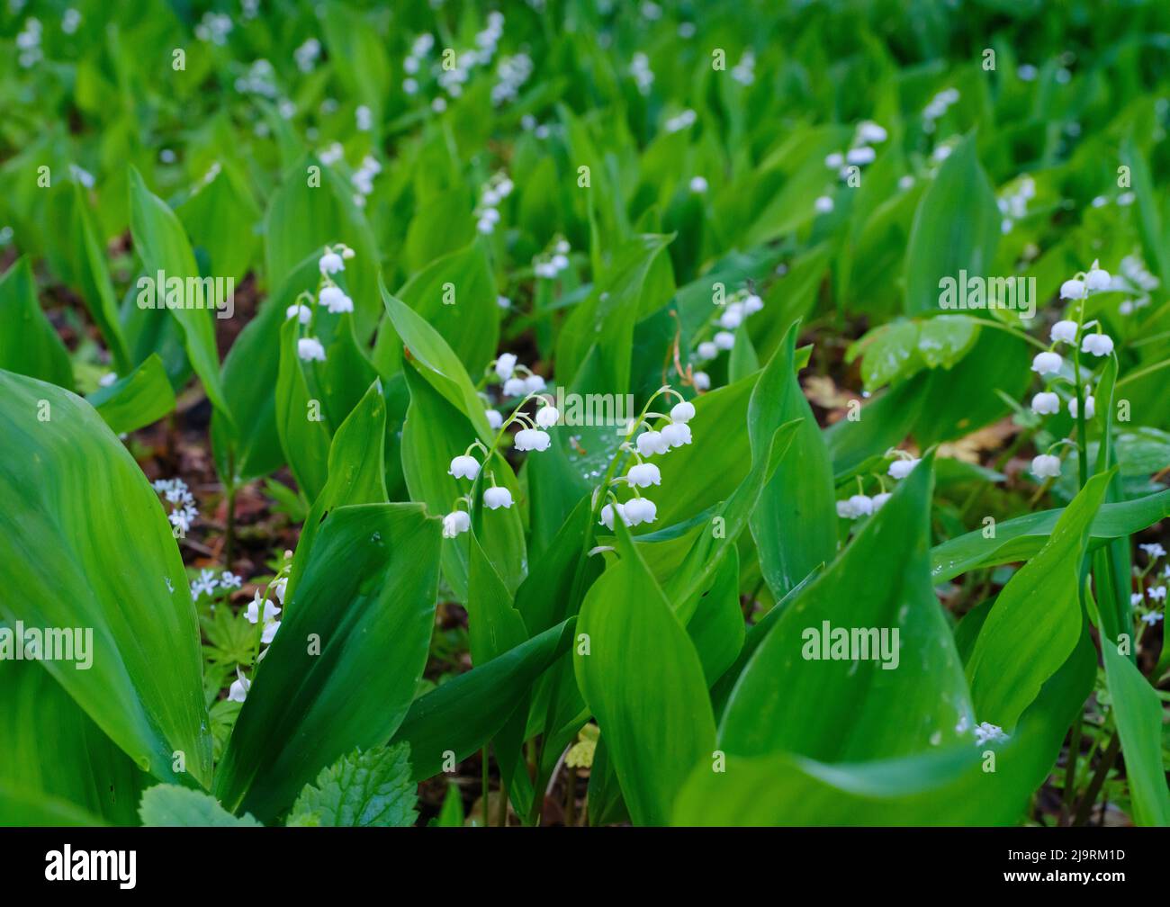 Lily valley in forest hi-res stock photography and images - Alamy