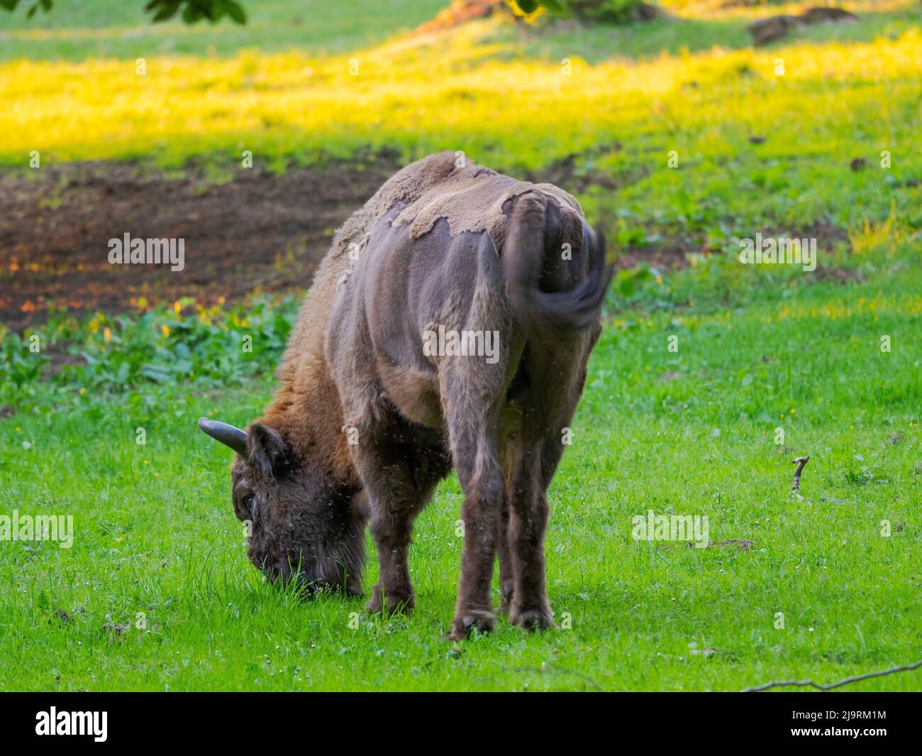 Wisent or European Bison. Enclosure in the Bavarian Forest National ...