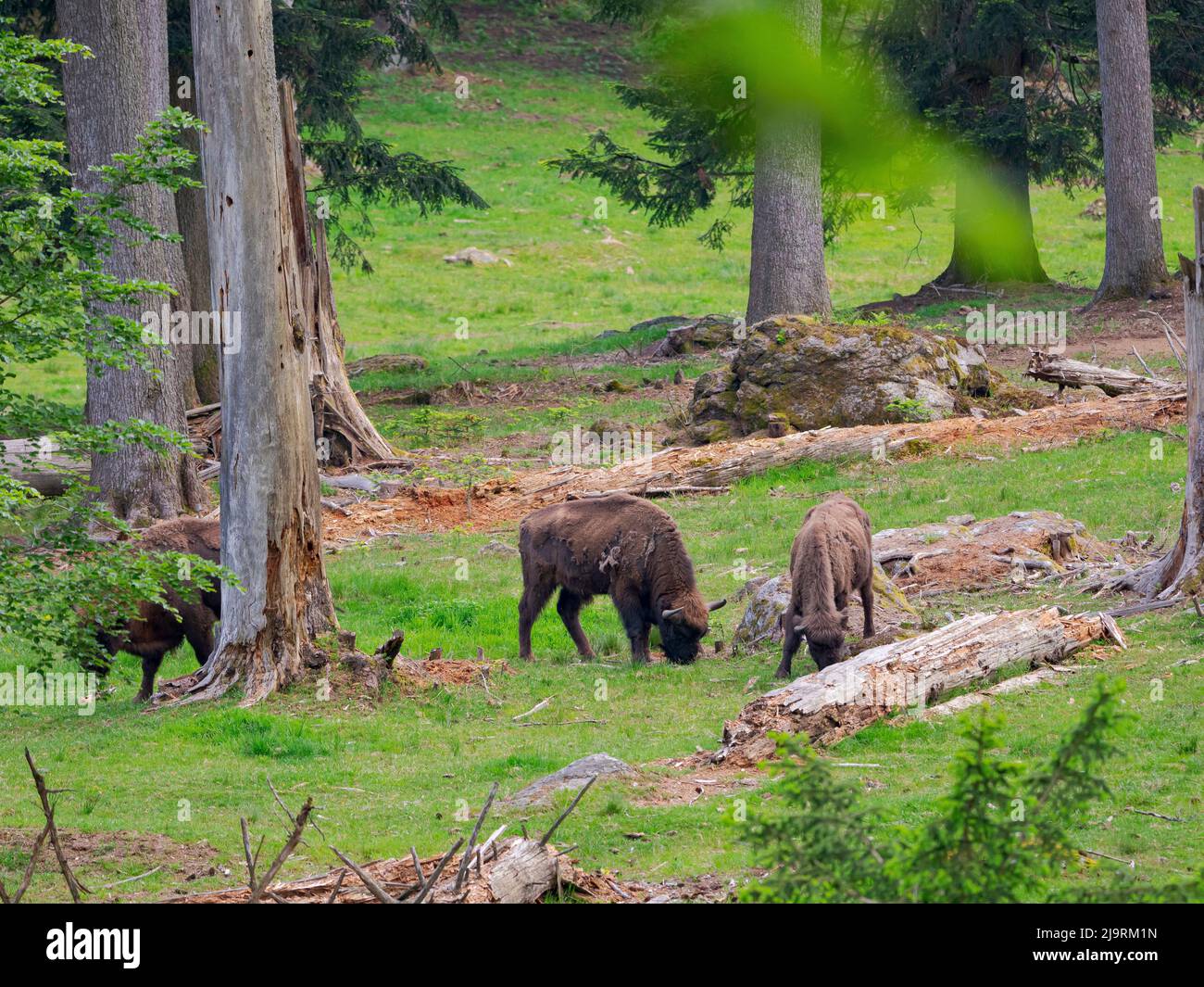 Wisent or European Bison. Enclosure in the Bavarian Forest National ...