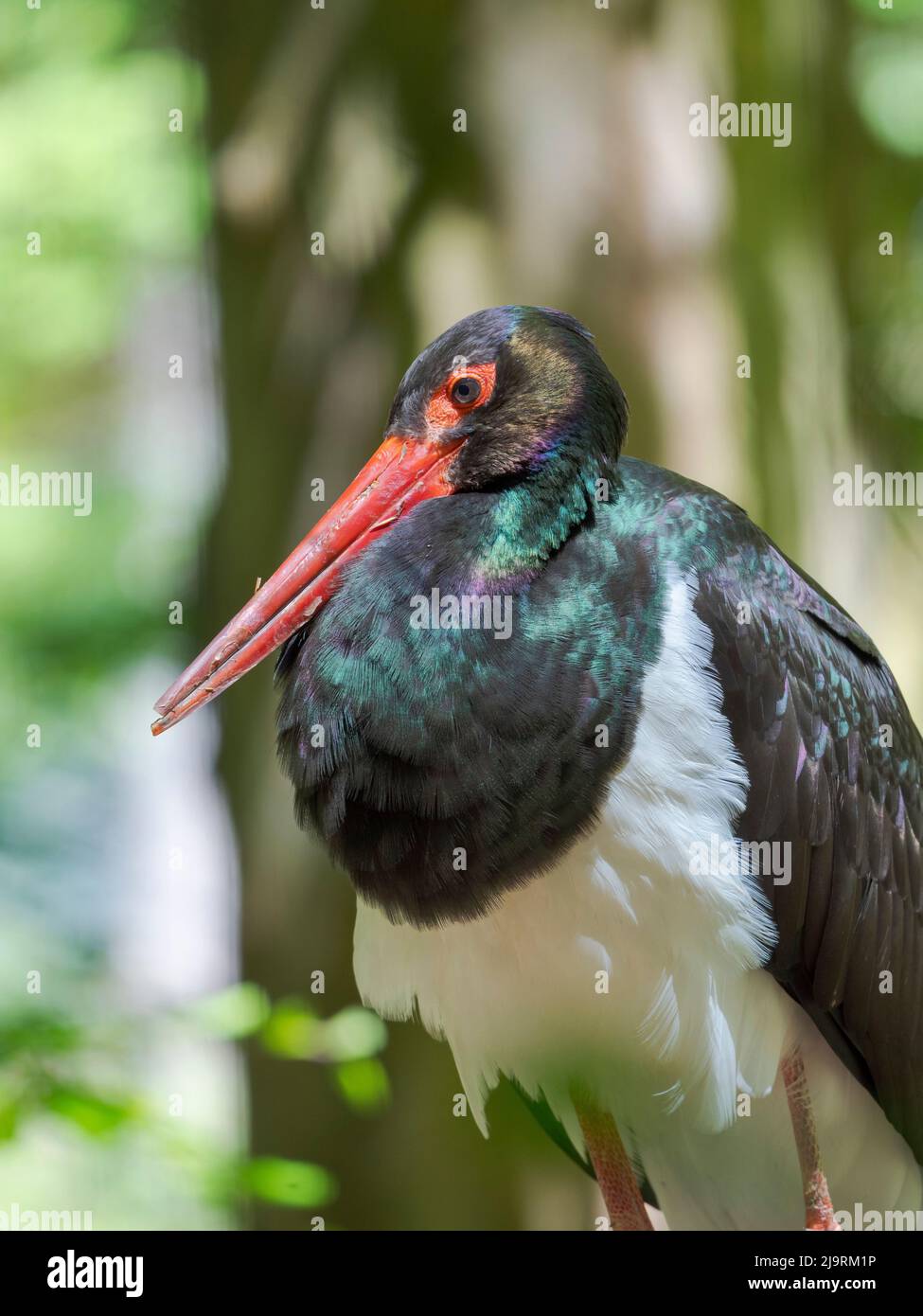 Black stork. Enclosure in the Bavarian Forest National Park, Germany ...