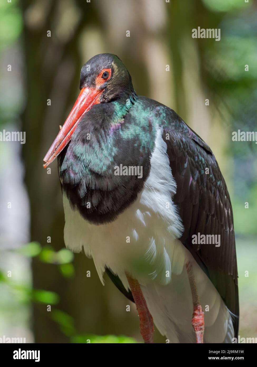 Black stork. Enclosure in the Bavarian Forest National Park, Germany ...
