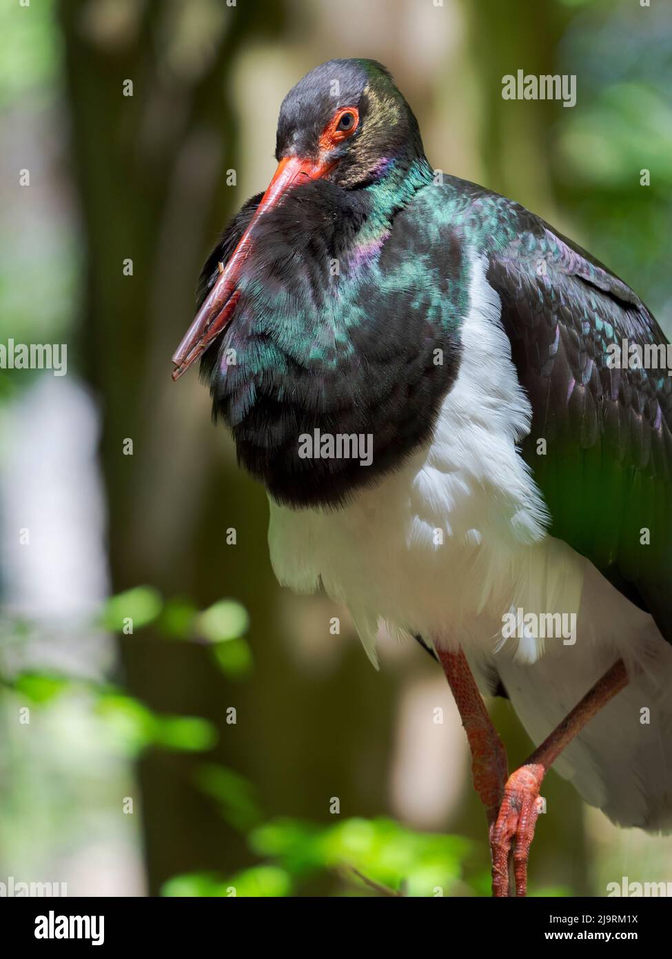 Black stork. Enclosure in the Bavarian Forest National Park, Germany ...