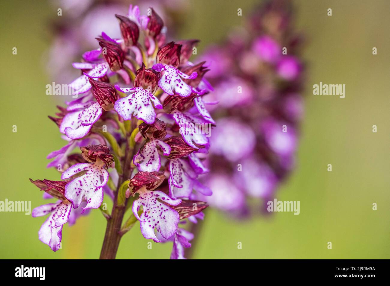 Orchis purpurea, the lady orchid, is a herbaceous plant belonging to ...