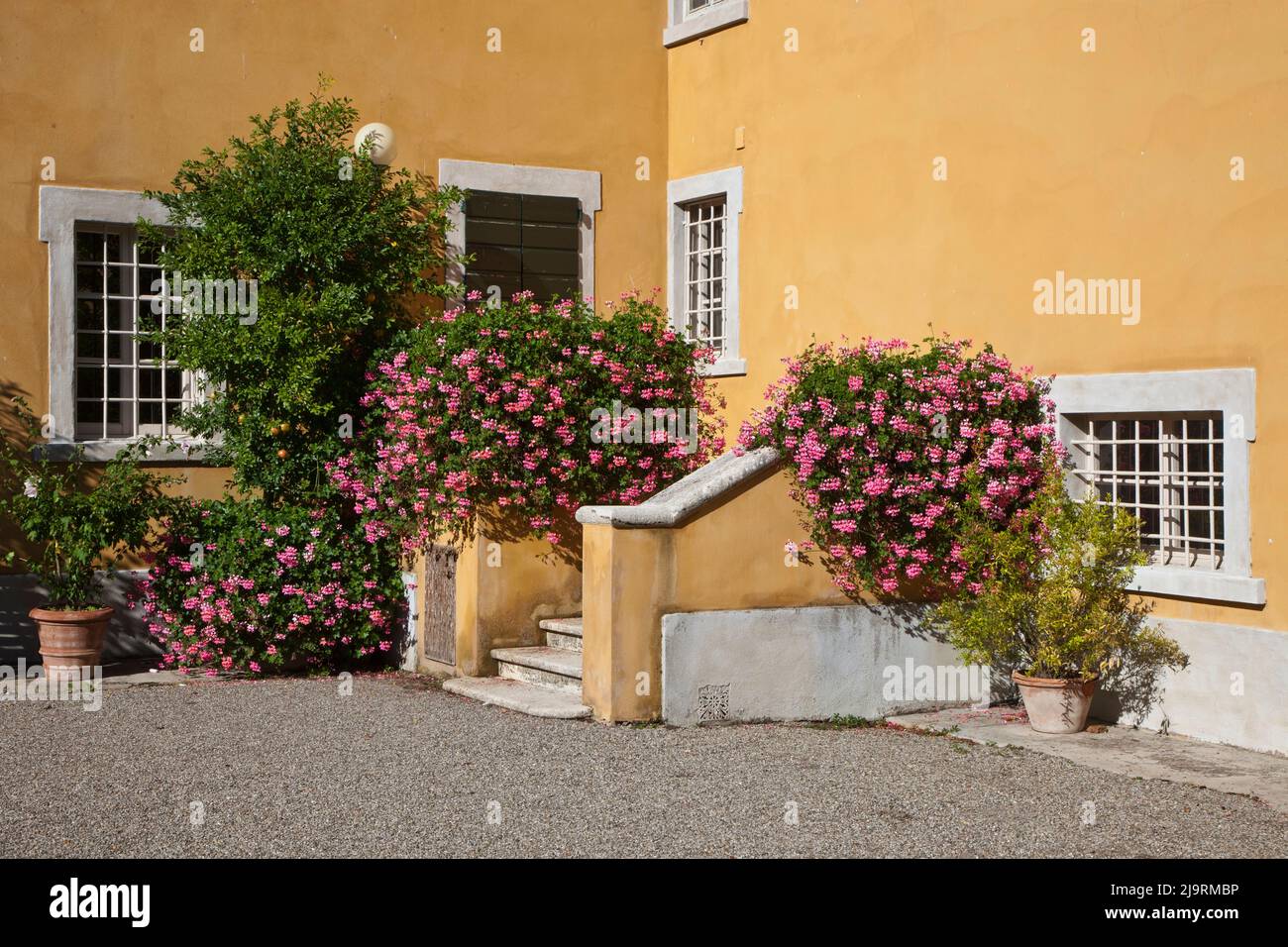 Italy, Tuscany. Building entrance with pink ivy geraniums Stock Photo ...