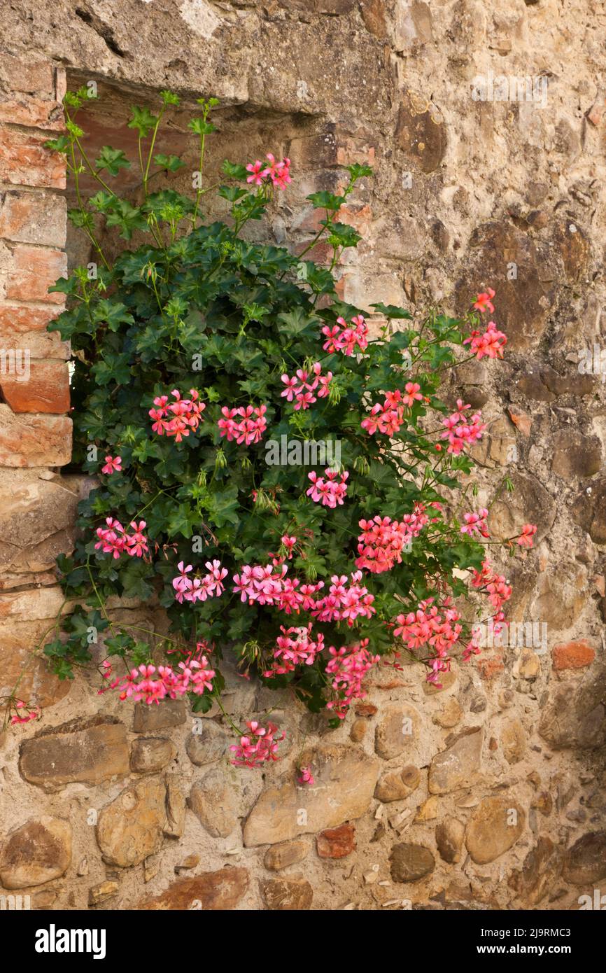 Italy, Tuscany. Pink ivy geraniums blooming in a window in Tuscany ...