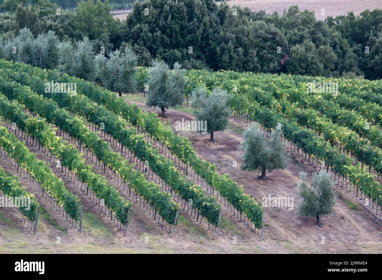 Italy, Tuscany. Vineyard and olive trees in the Tuscan landscape Stock ...