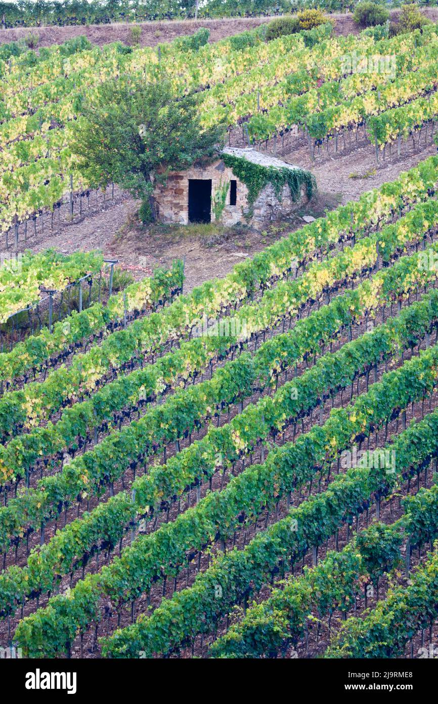 Italy, Tuscany. Vineyard with grapes on the vine and small shed in the ...