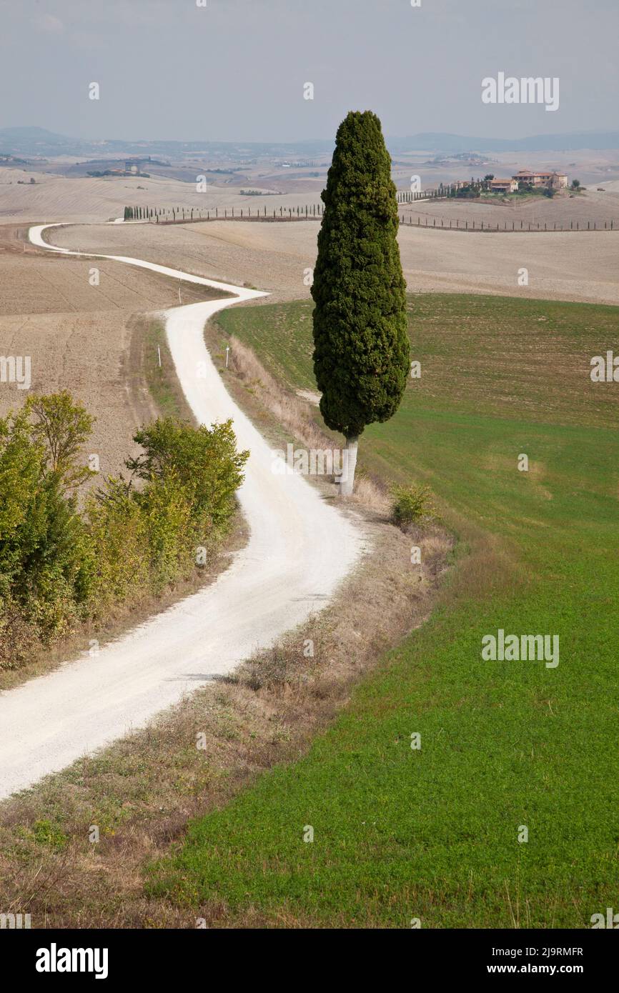 Single cypress tree hi-res stock photography and images - Alamy
