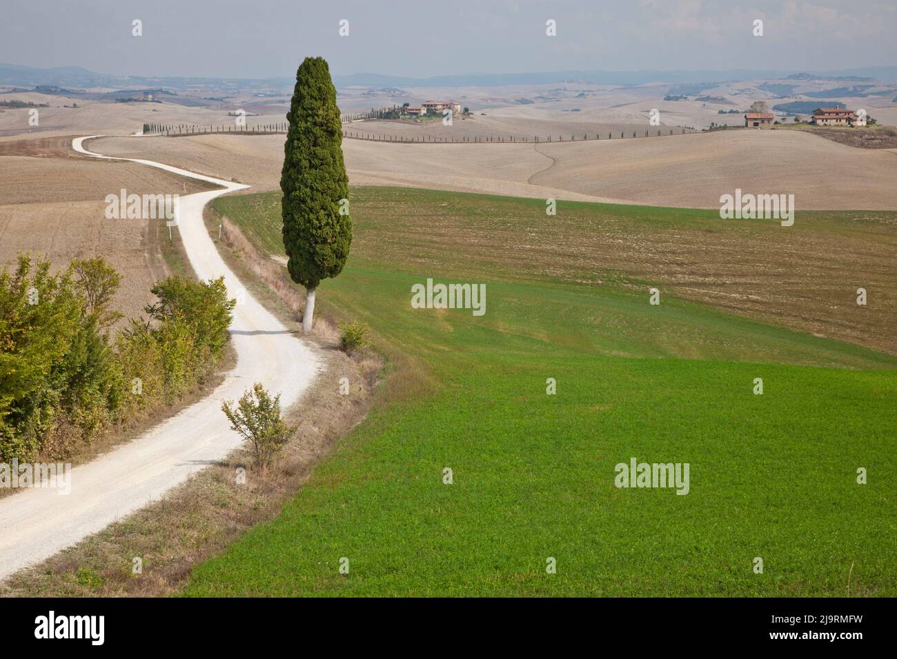 Single cypress tree hi-res stock photography and images - Alamy