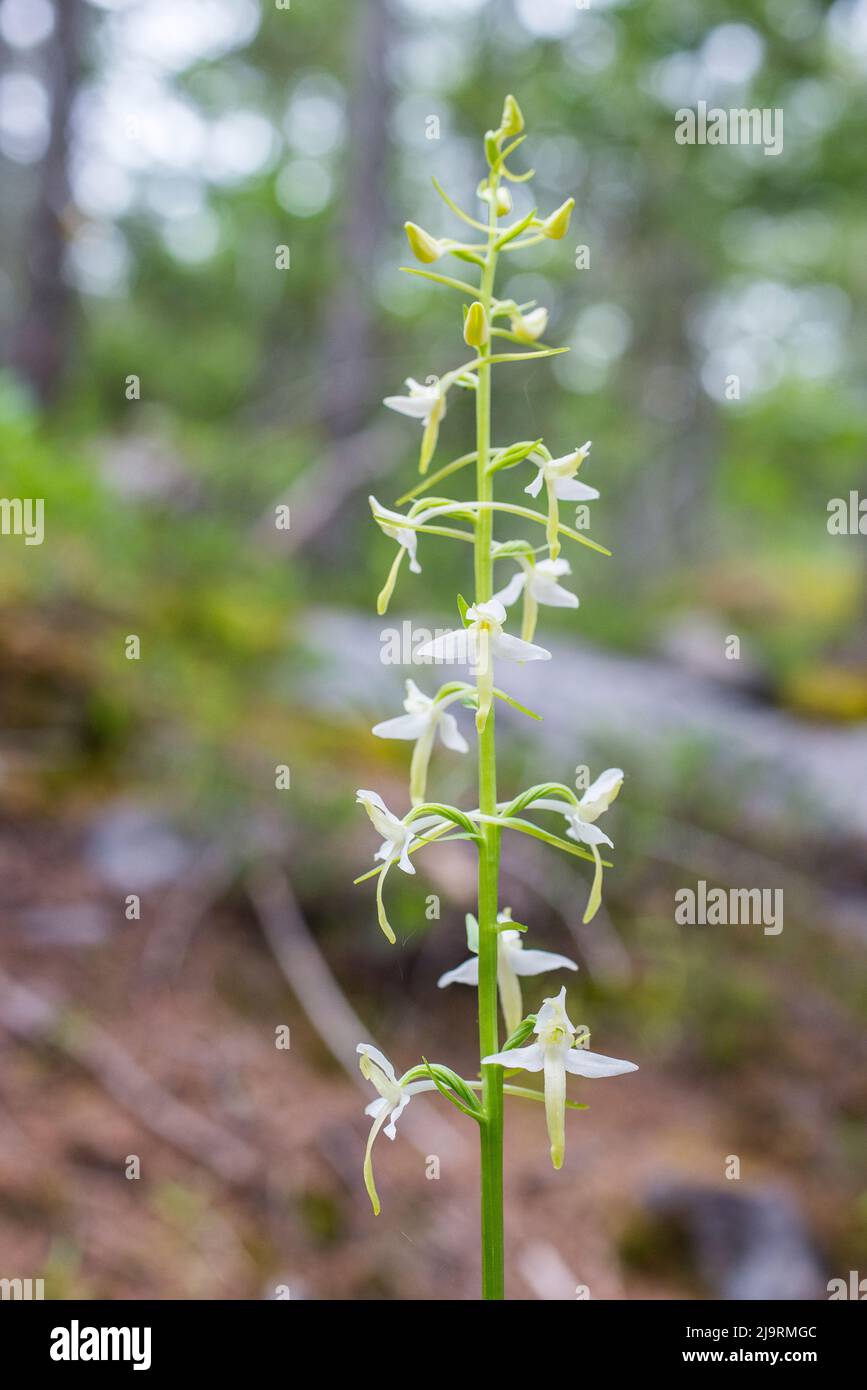 Platanthera bifolia, commonly known as the lesser butterfly-orchid, is ...