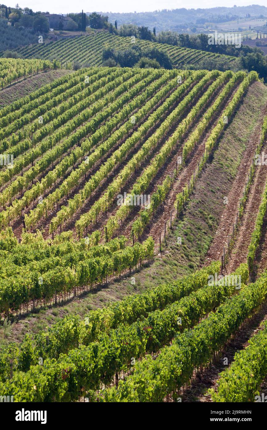 Italy, Tuscany. Vineyard with rows and different angles of grapevines ...