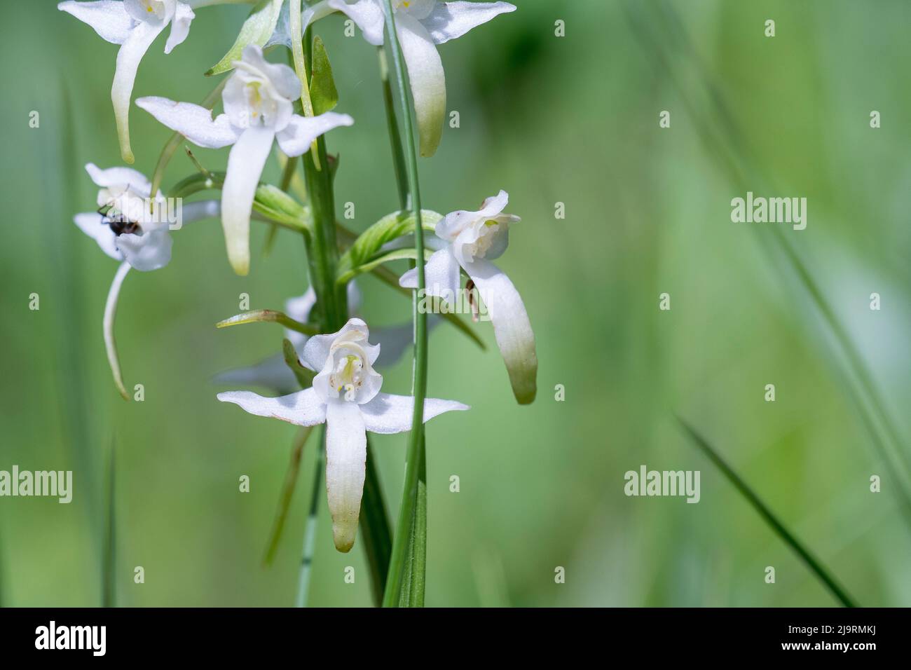 Platanthera bifolia, commonly known as the lesser butterfly-orchid, is ...