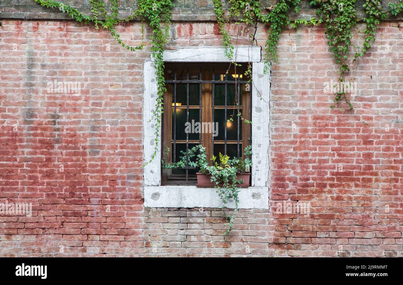 Italy, Venice. Plants on a window of a brick building in Venice Stock ...