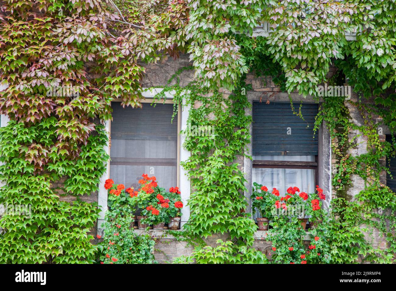 Ivy geraniums hi-res stock photography and images - Alamy