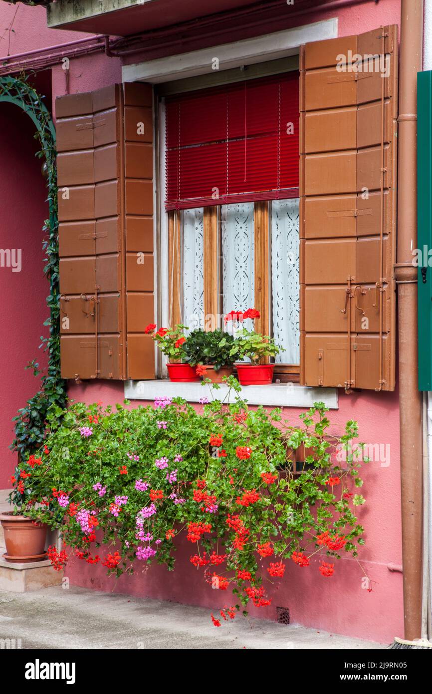 Italy, Venice, Burano Island. Potted ivy geraniums outside a window of ...