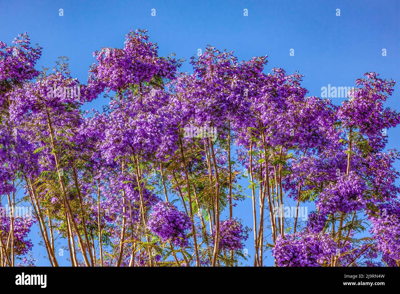Colorful jacaranda flowers, Seville, Andalusia, Spain Stock Photo - Alamy