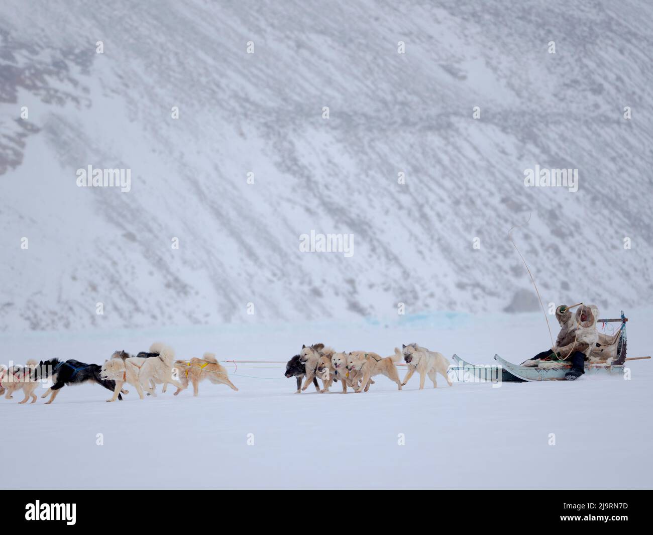 Inuit musher wearing traditional fur garments on a dog sled with ...