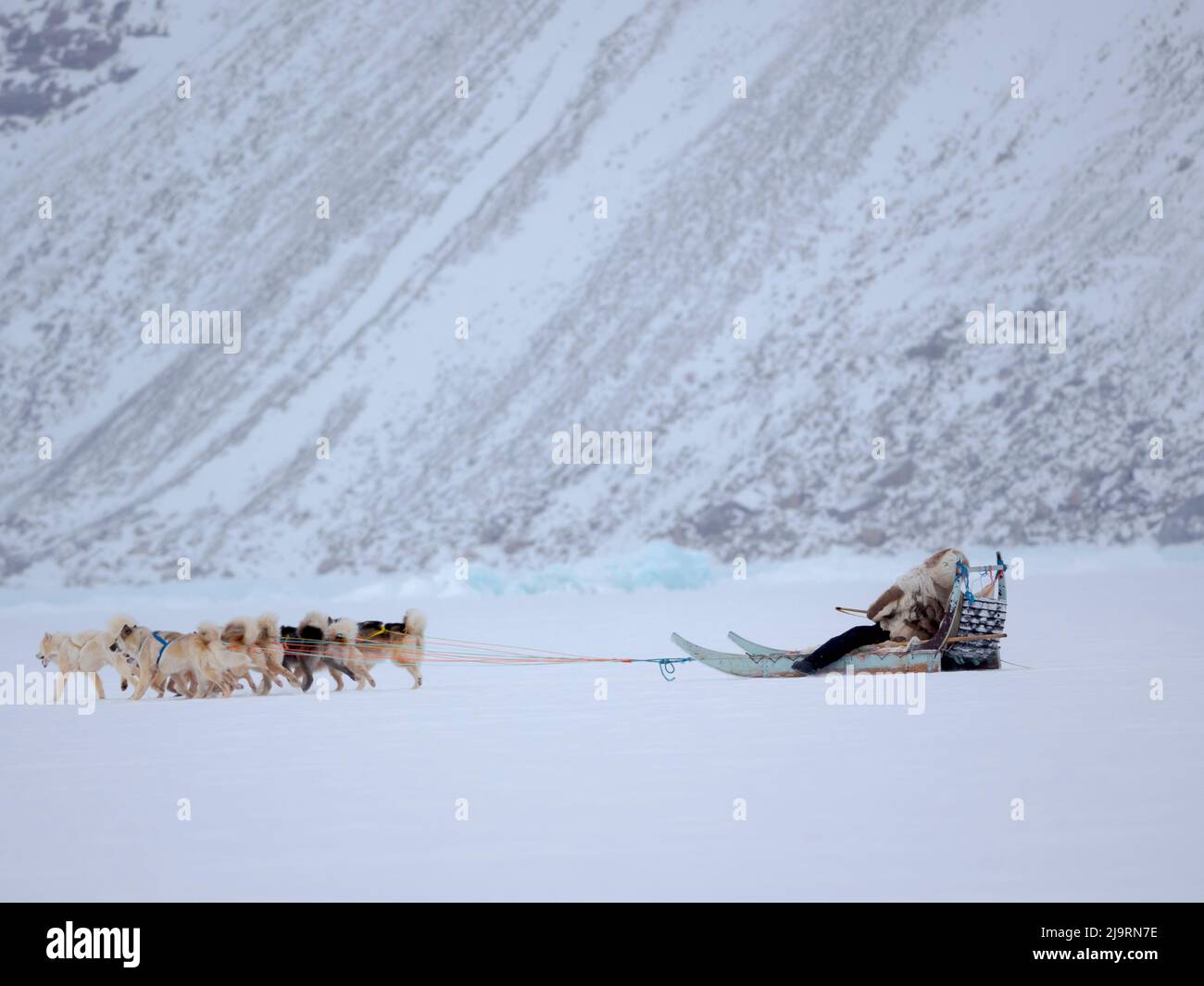 Inuit musher wearing traditional fur garments on a dog sled with ...