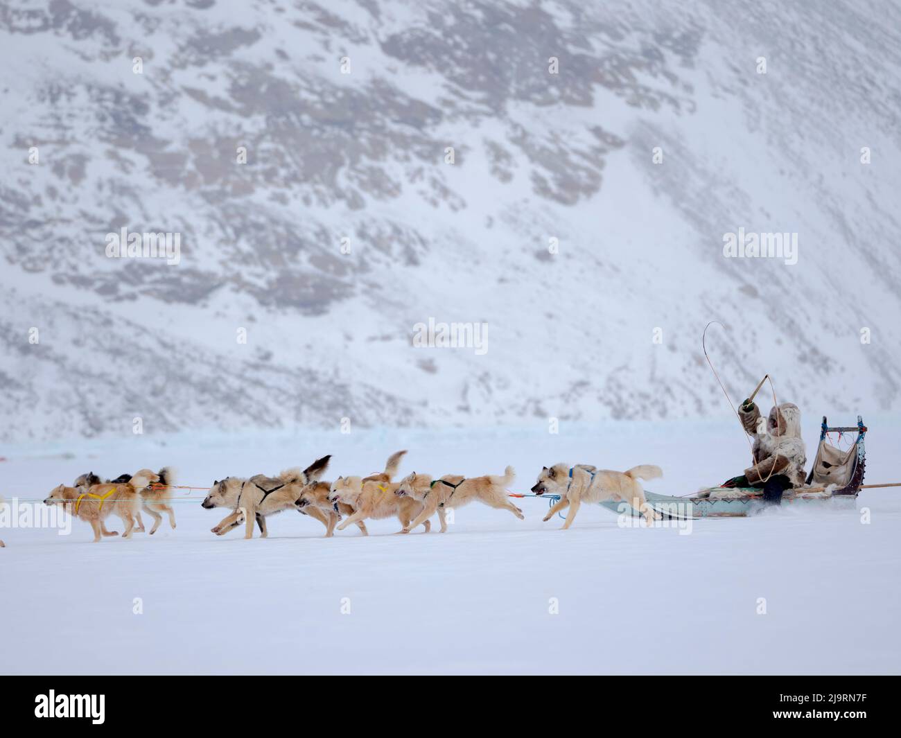 Inuit dogsled hi-res stock photography and images - Alamy