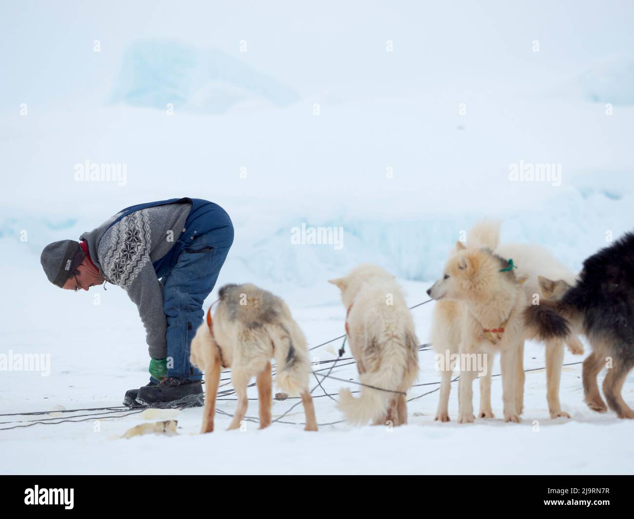 Harnessing the sled dogs. Greenland Dogs on sea ice during winter near ...