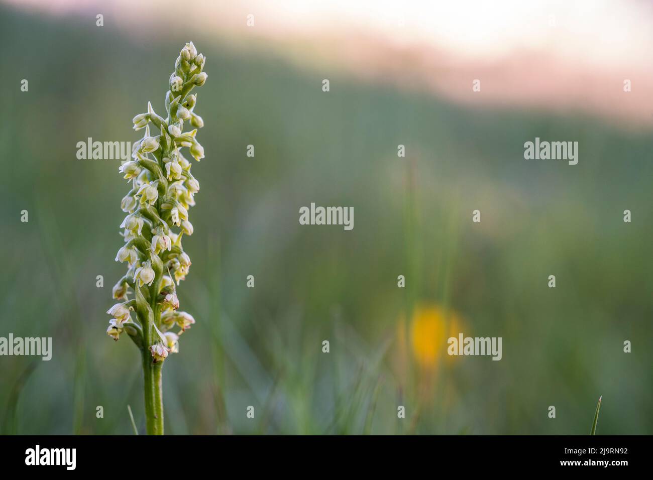 Small white orchid (Pseudorchis albida) is a monotypic genus of ...