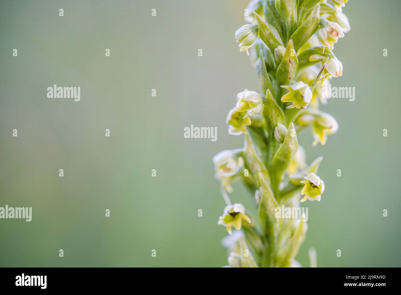 Small white orchid (Pseudorchis albida) is a monotypic genus of ...