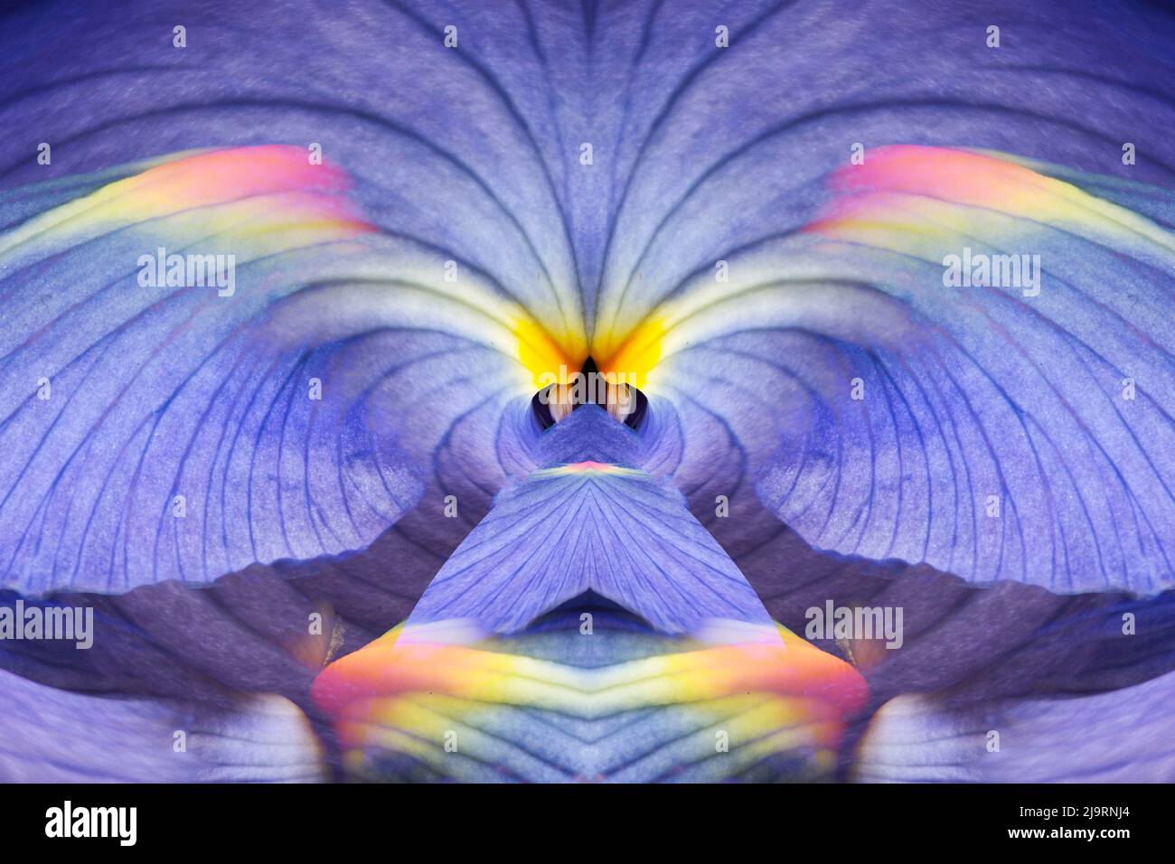 Iris jones hi-res stock photography and images - Alamy