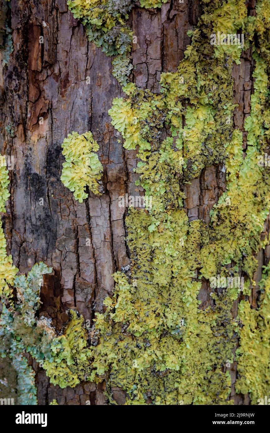 Bark shenandoah hi-res stock photography and images - Alamy