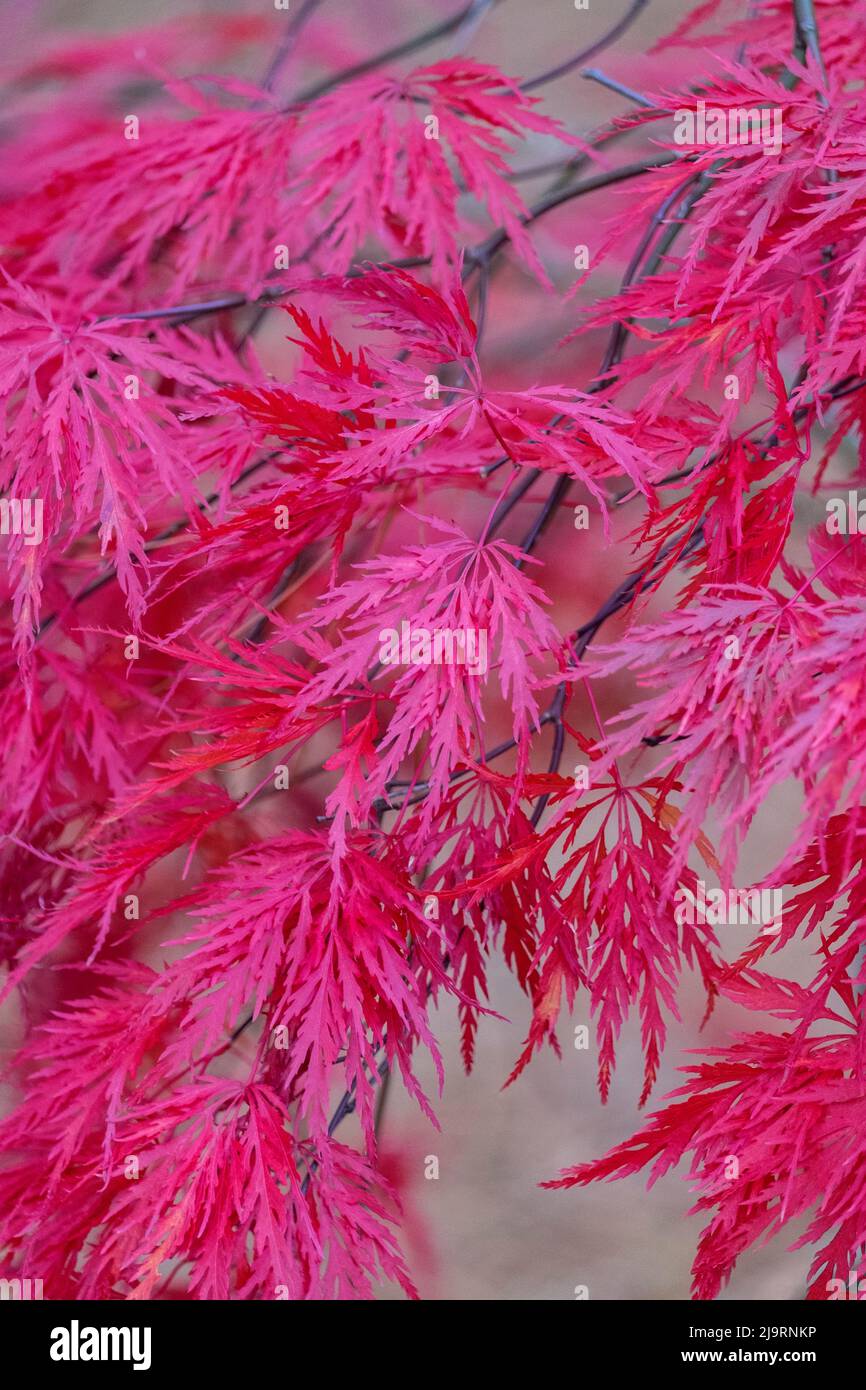 Red emperor maple tree detail, New England Stock Photo - Alamy