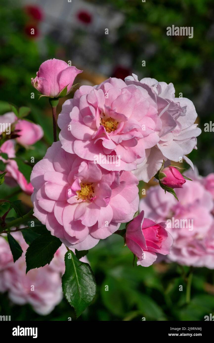 Pink French rose Stock Photo - Alamy