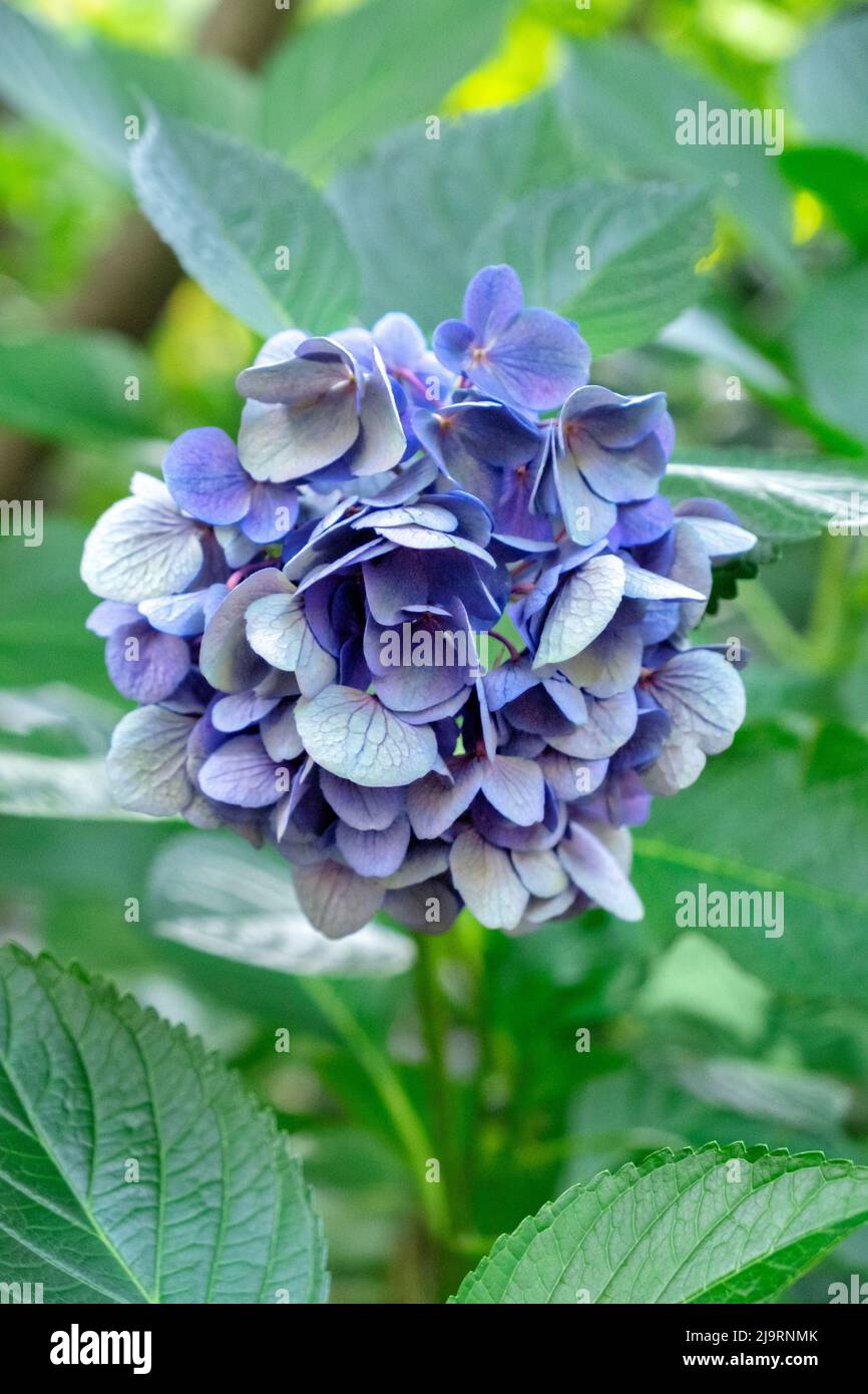 Blue bigleaf hydrangea Stock Photo - Alamy