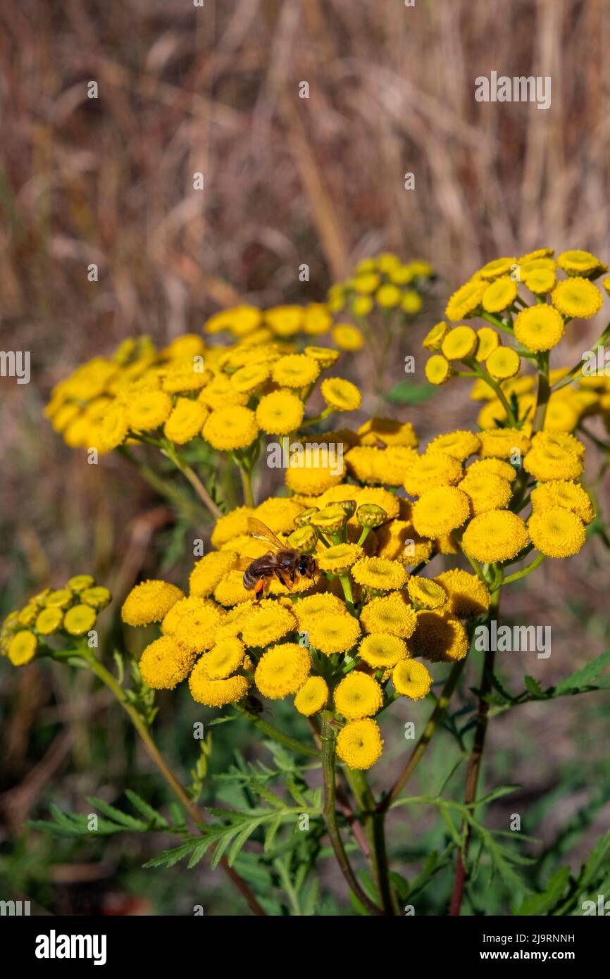 Yellow flowering tansy hi-res stock photography and images - Alamy