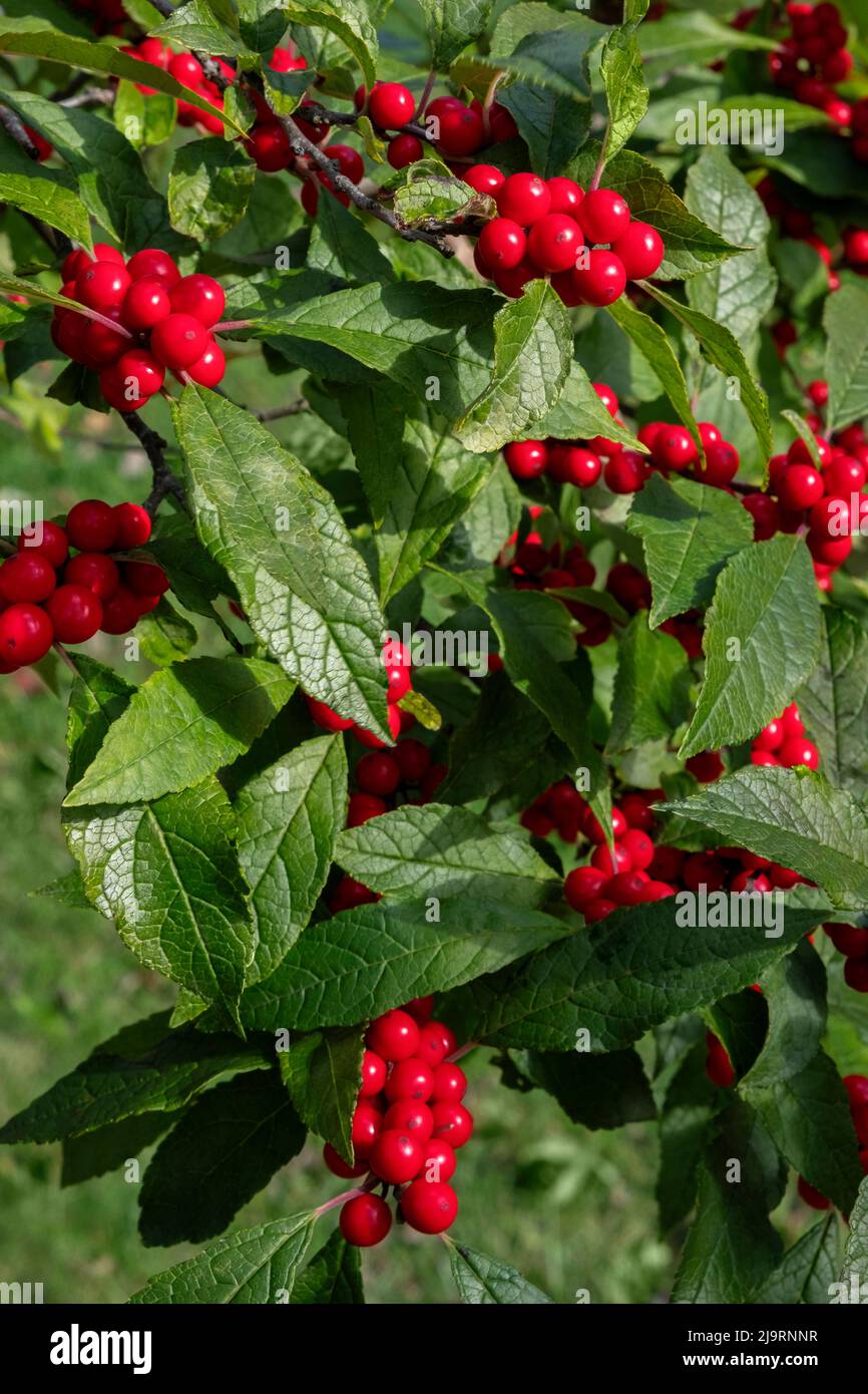 Common winterberry bush hi-res stock photography and images - Alamy