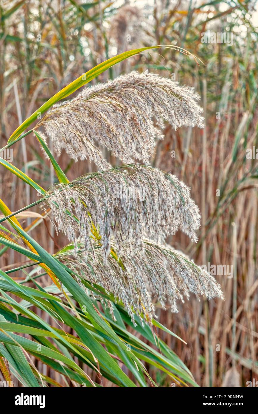 Lisa reed hi-res stock photography and images - Alamy