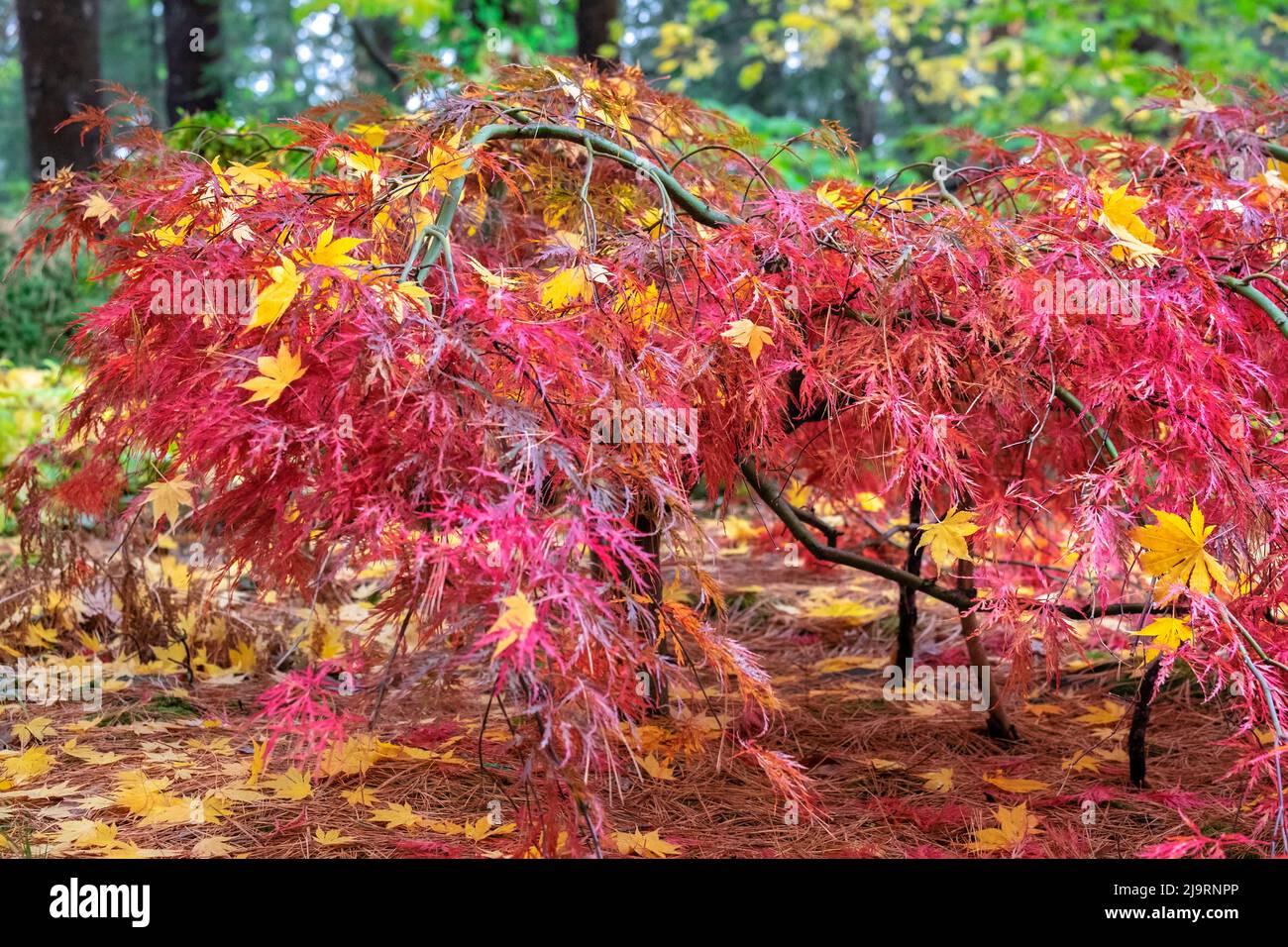 Japanese maple tree in autumn, New England Stock Photo - Alamy