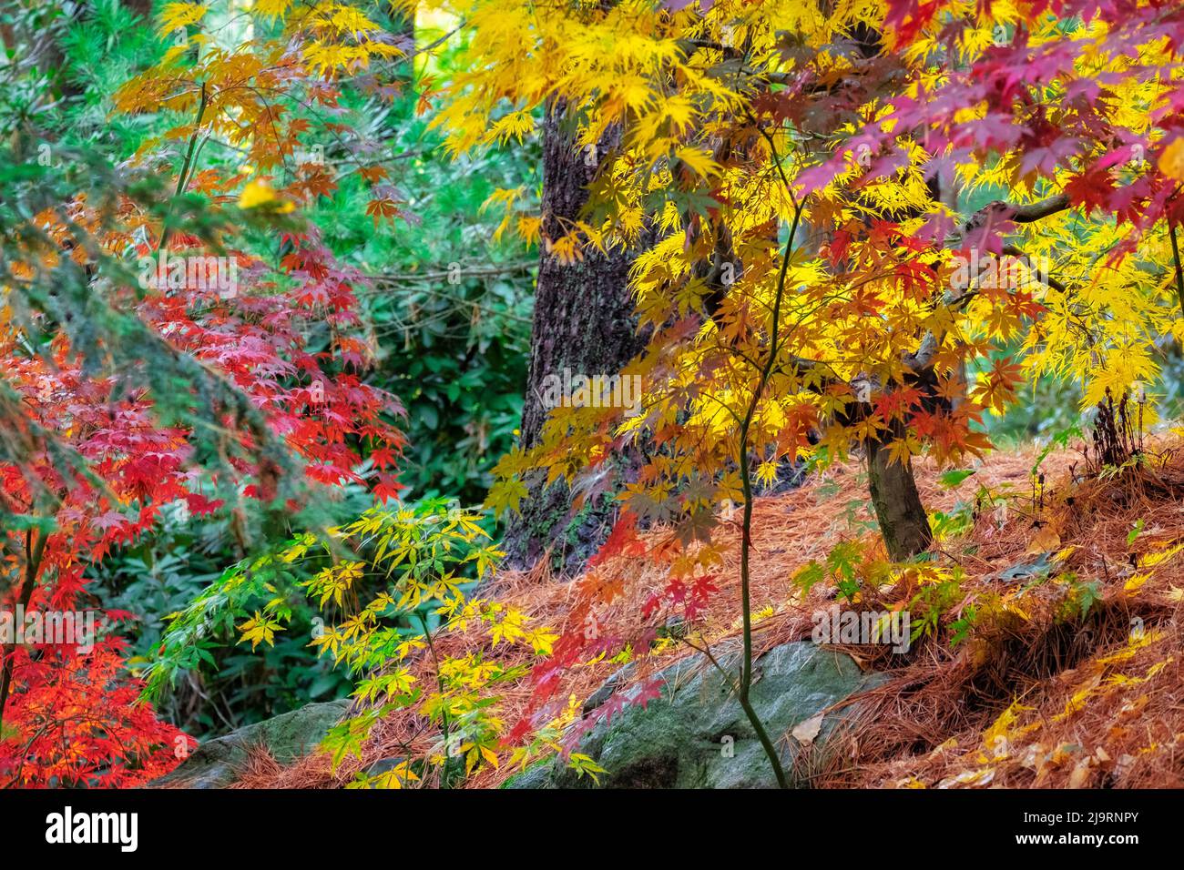 Japanese maple tree in autumn, New England Stock Photo - Alamy
