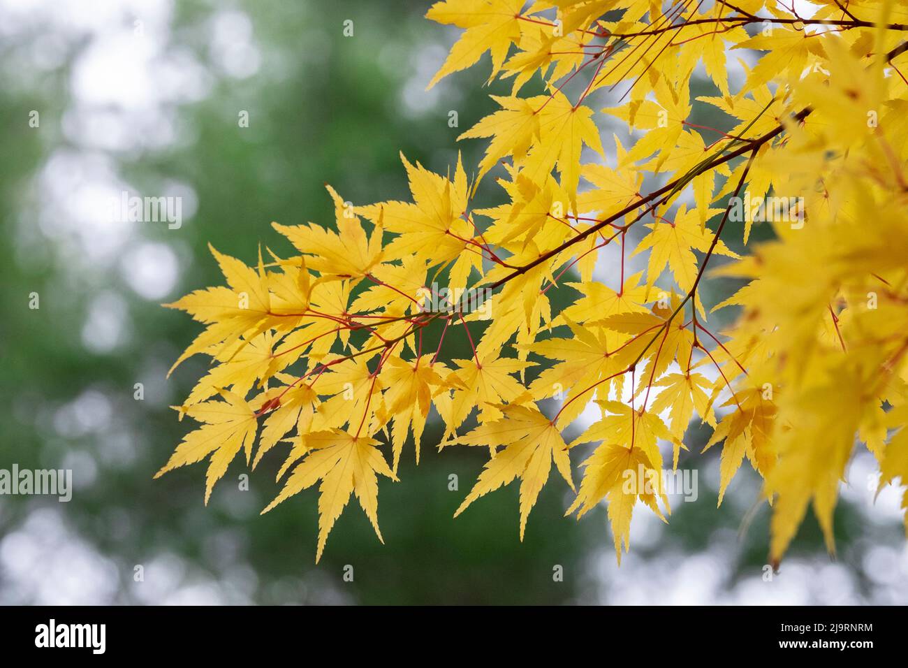 Japanese maple tree in autumn, New England Stock Photo - Alamy
