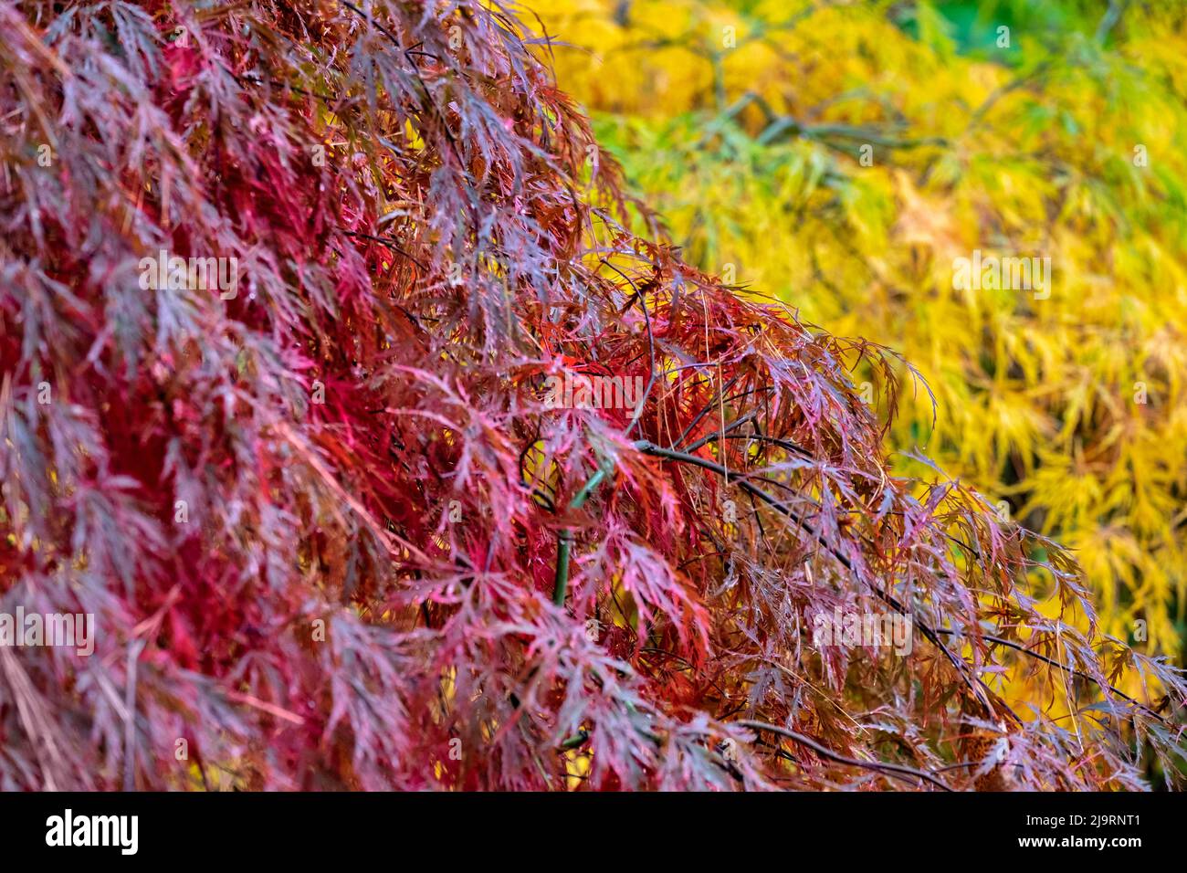 Japanese maple tree in autumn, New England Stock Photo - Alamy