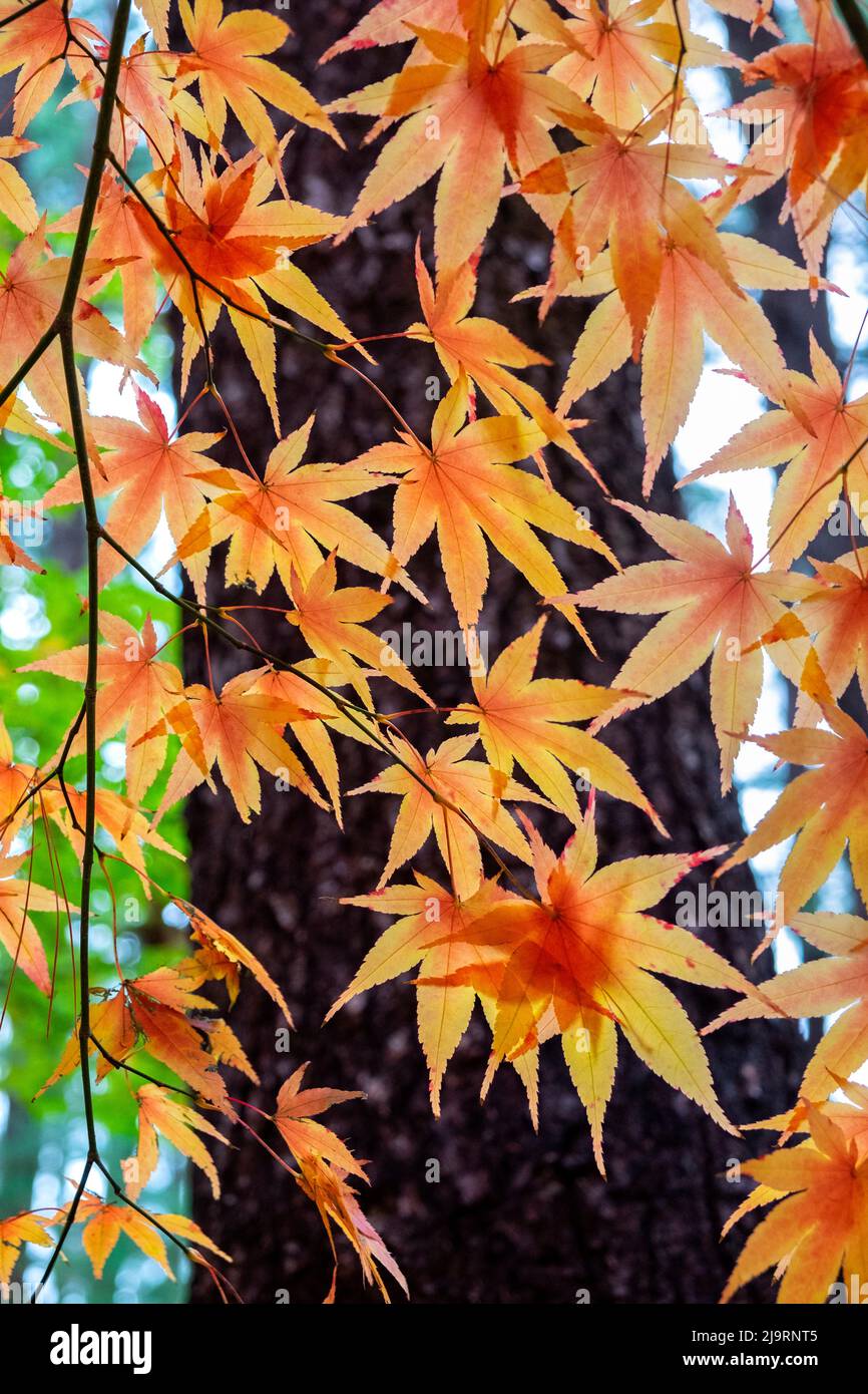 Japanese maple tree in autumn, New England Stock Photo - Alamy