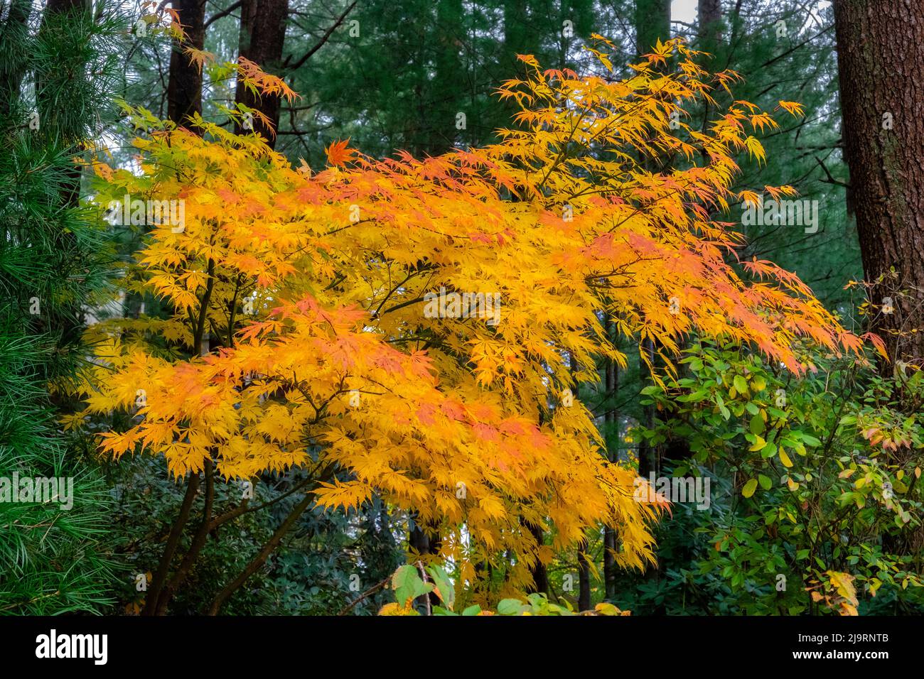 Japanese maple tree in autumn, New England Stock Photo - Alamy