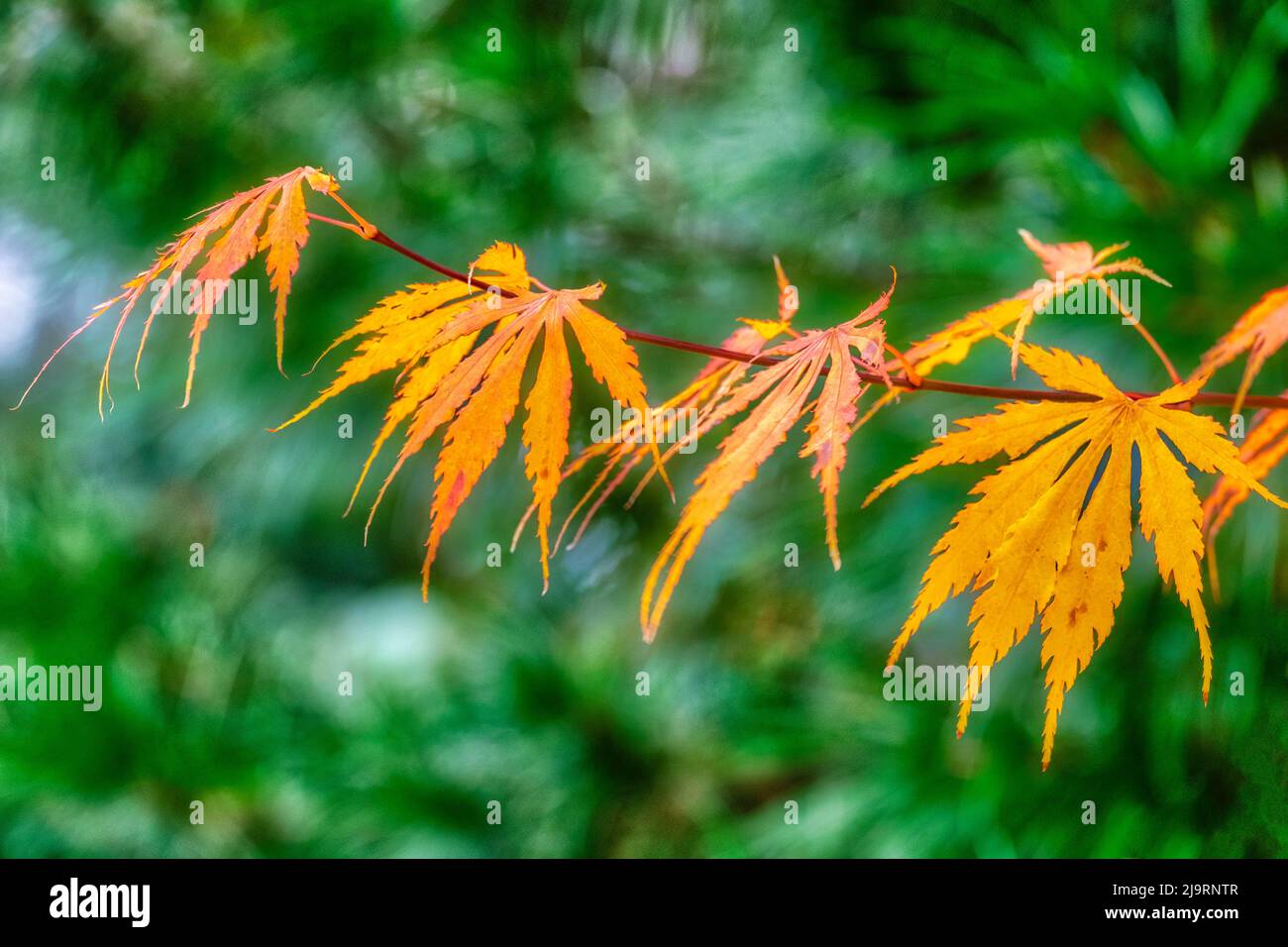 Japanese maple tree branch in autumn, New England Stock Photo - Alamy