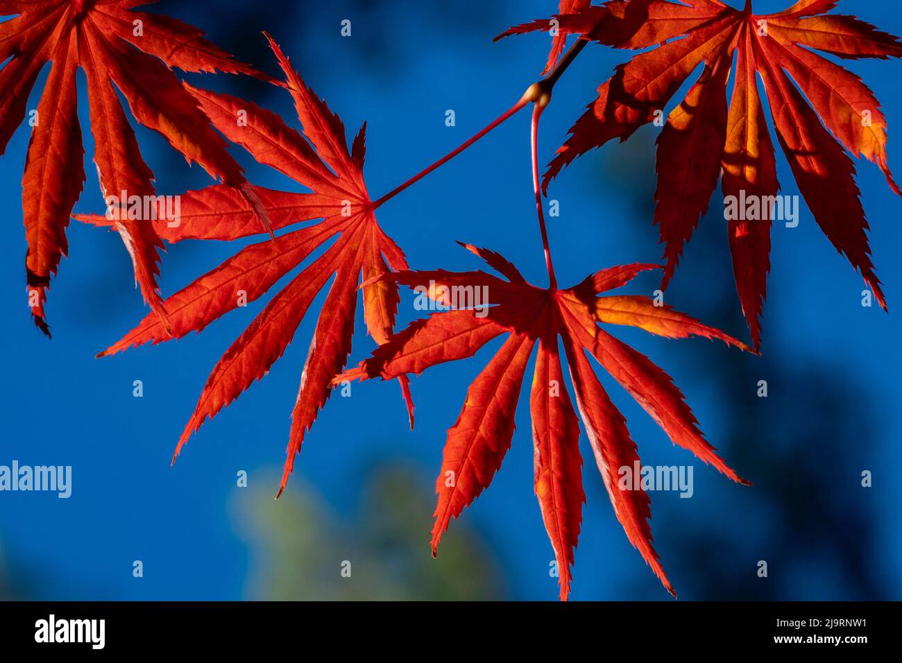 Japanese maple tree in autumn, New England Stock Photo - Alamy