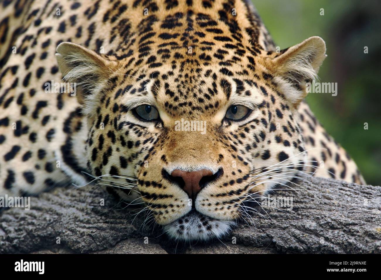 Leopard resting facing forward, captive animal Stock Photo - Alamy