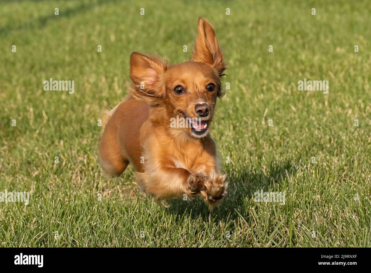 Miniature Dachshund running toward camera Stock Photo - Alamy