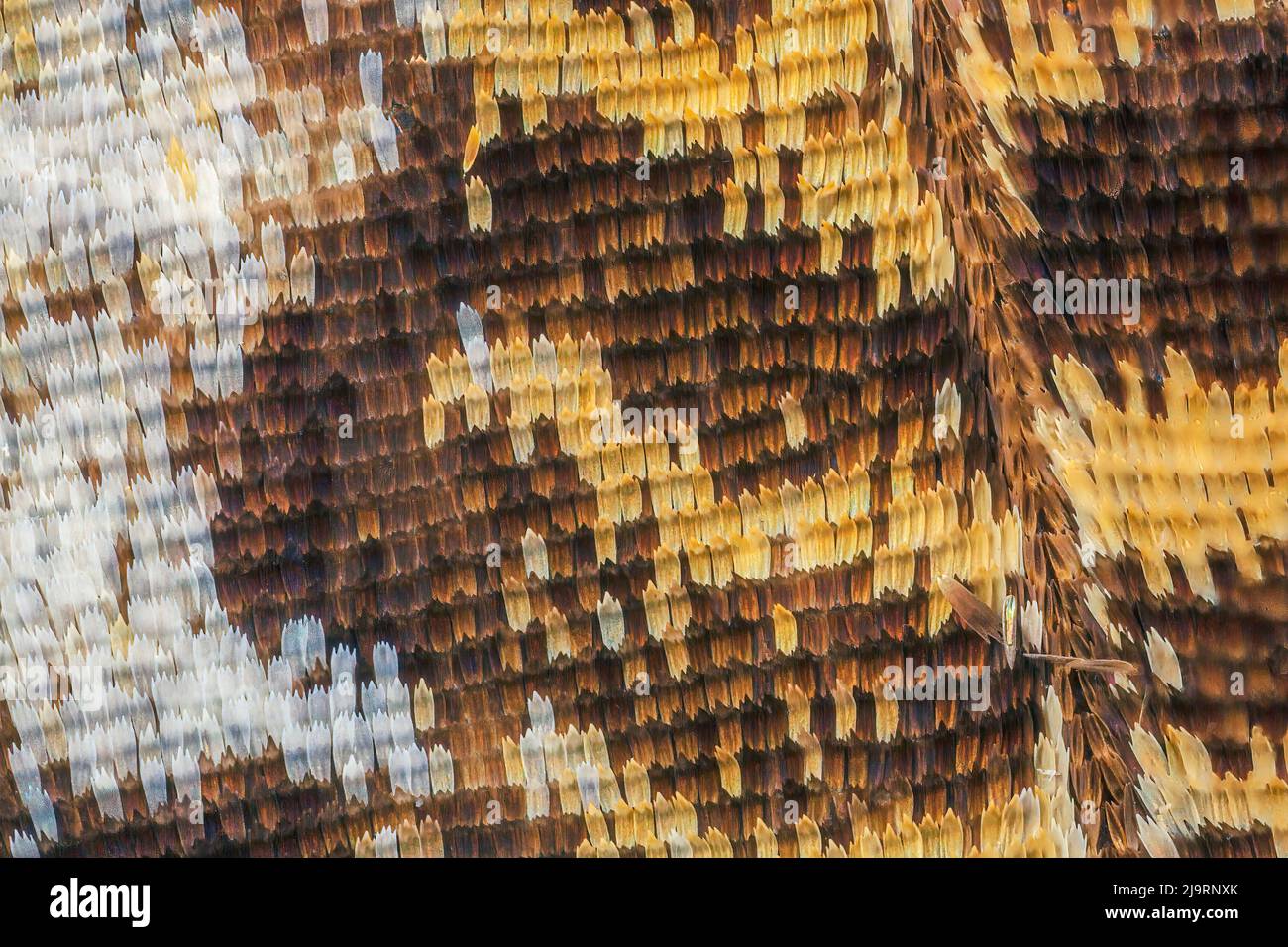 Wing scales hi-res stock photography and images - Alamy