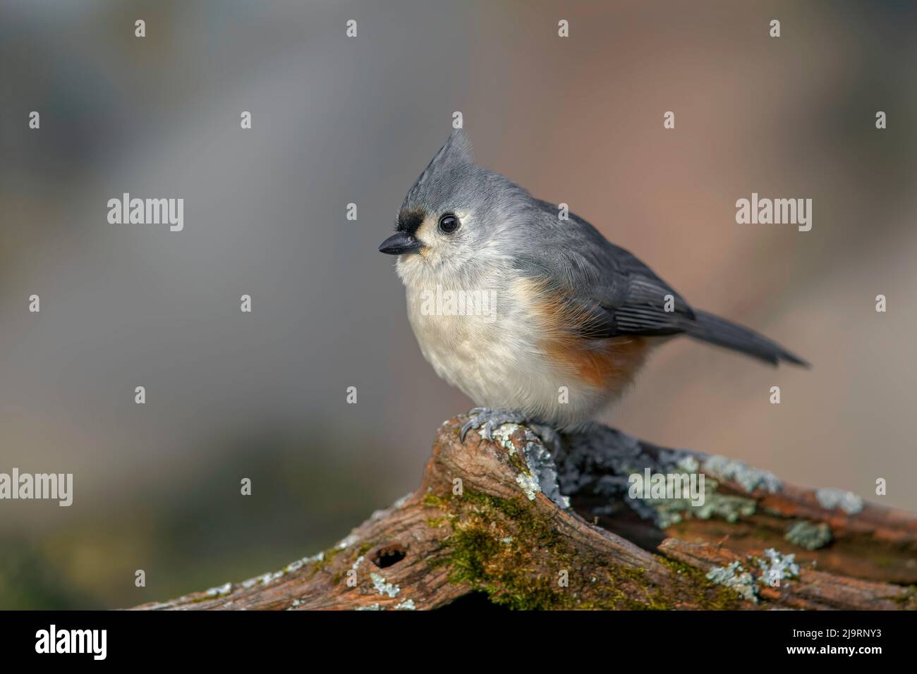 Tufted titmouse in winter Stock Photo - Alamy