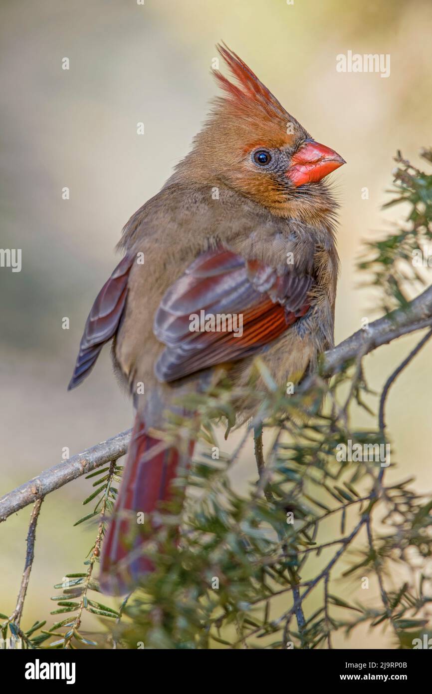 Female northern cardinal in winter Stock Photo - Alamy